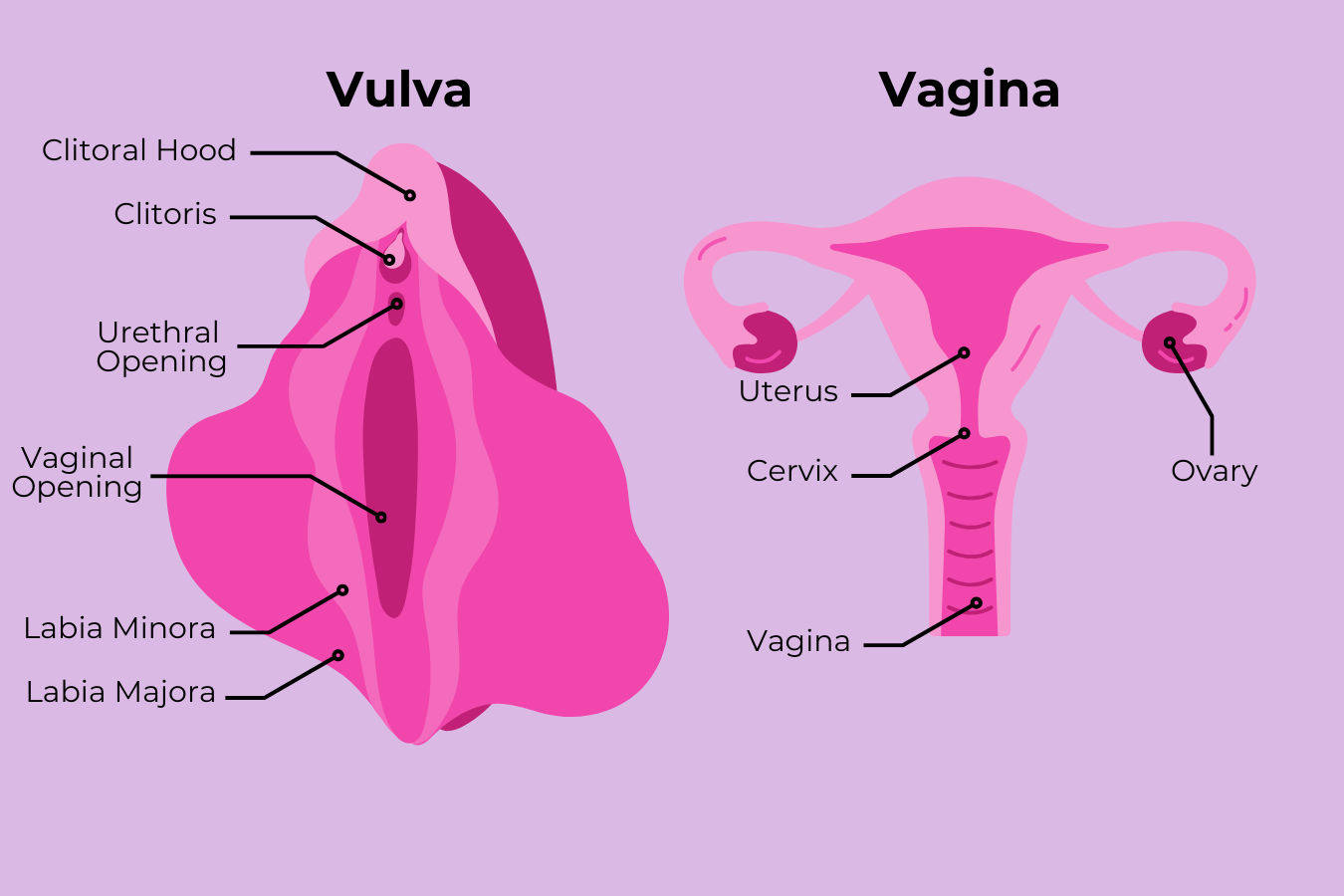 Vulvar Anatomy Diagram